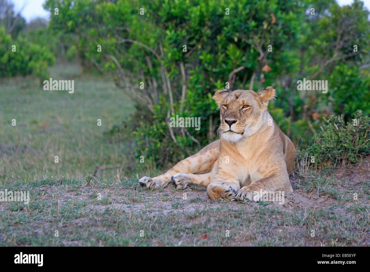 Female lioness resting Stock Photo - Alamy