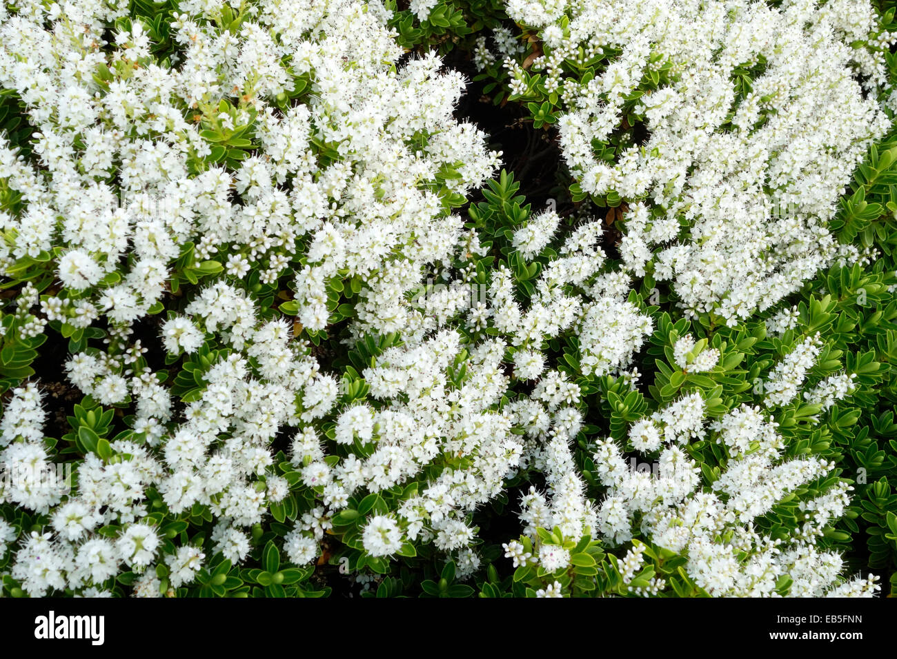 Topiaria hi-res stock photography and images - Alamy