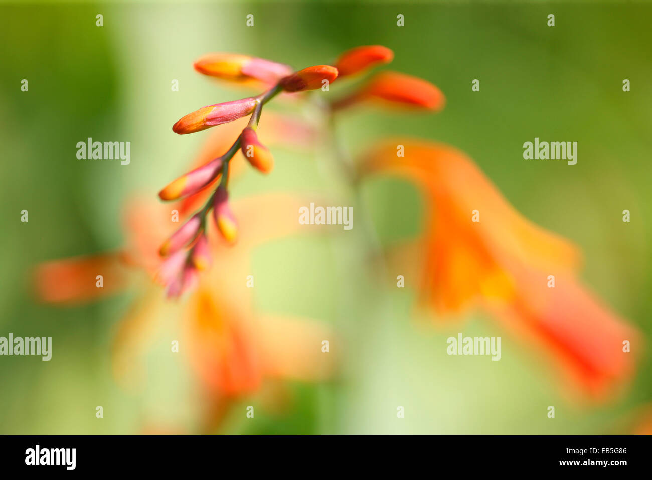 striking orange montbretia, a sculptural flowering plant Jane Ann ...