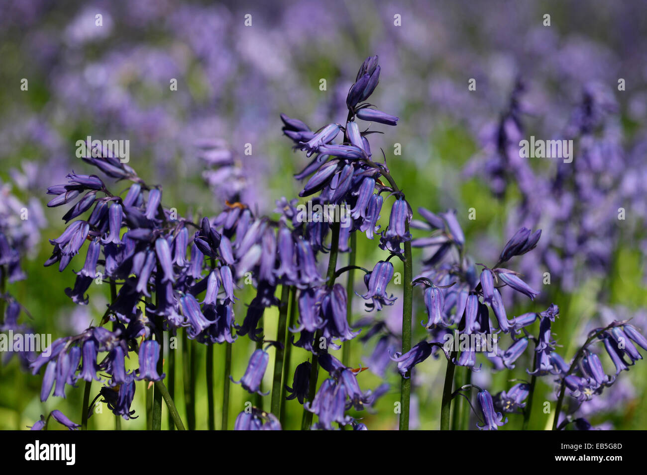 wonderful Spring bluebells, a seasonal favourite, dramatic and eye ...