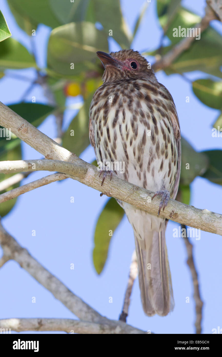 female Australasian Figbird (Specotheres viridis Stock Photo - Alamy