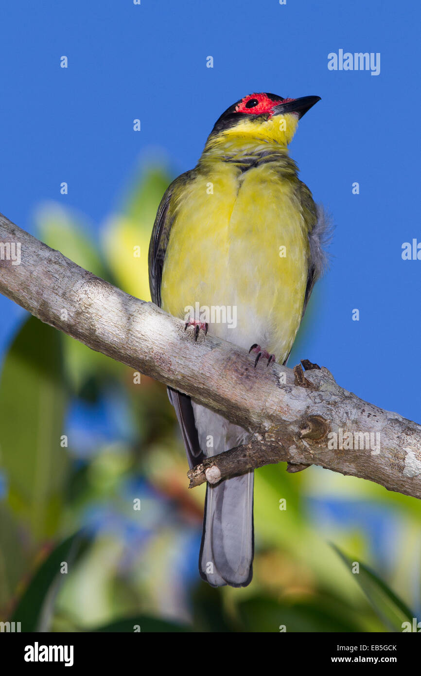 male Australasian Figbird (Specotheres viridis Stock Photo - Alamy