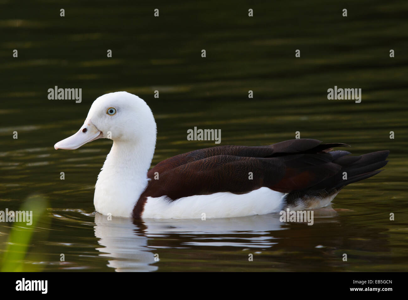 Radjah Shelduck (Tadorna radjah Stock Photo - Alamy