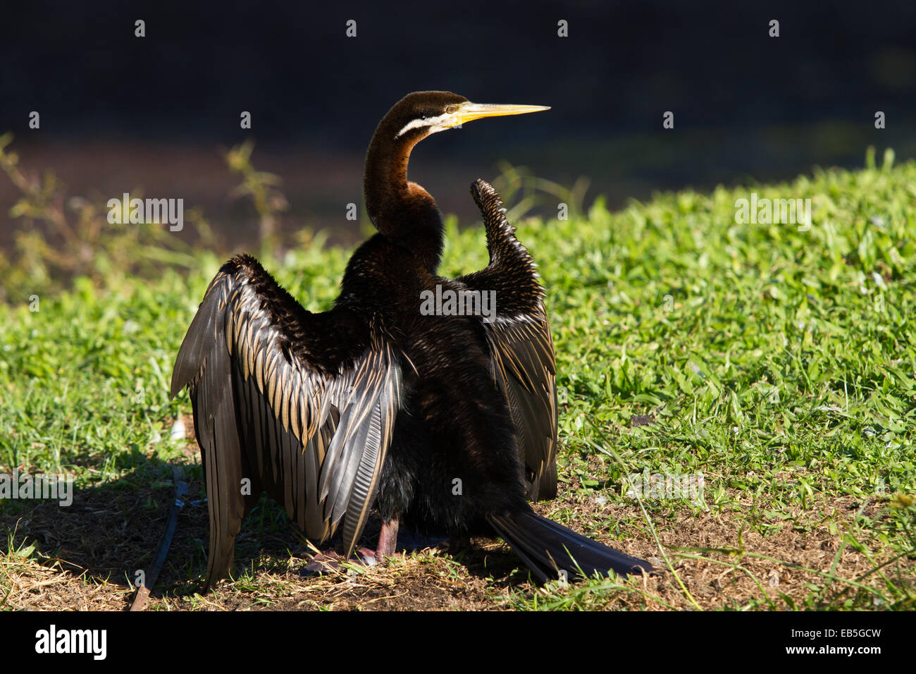 Australasian Darter (Anhinga melanogaster) drying its wings Stock Photo ...