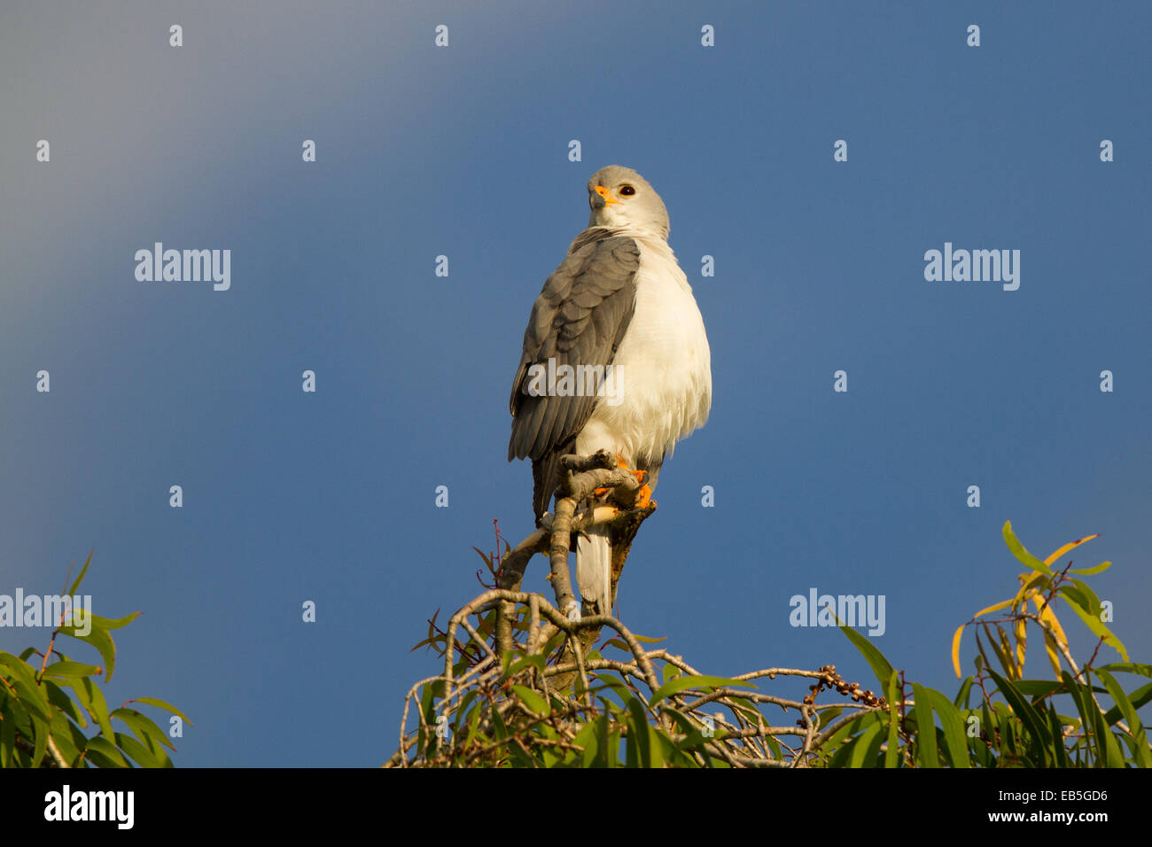 Australian goshawk hi-res stock photography and images - Alamy