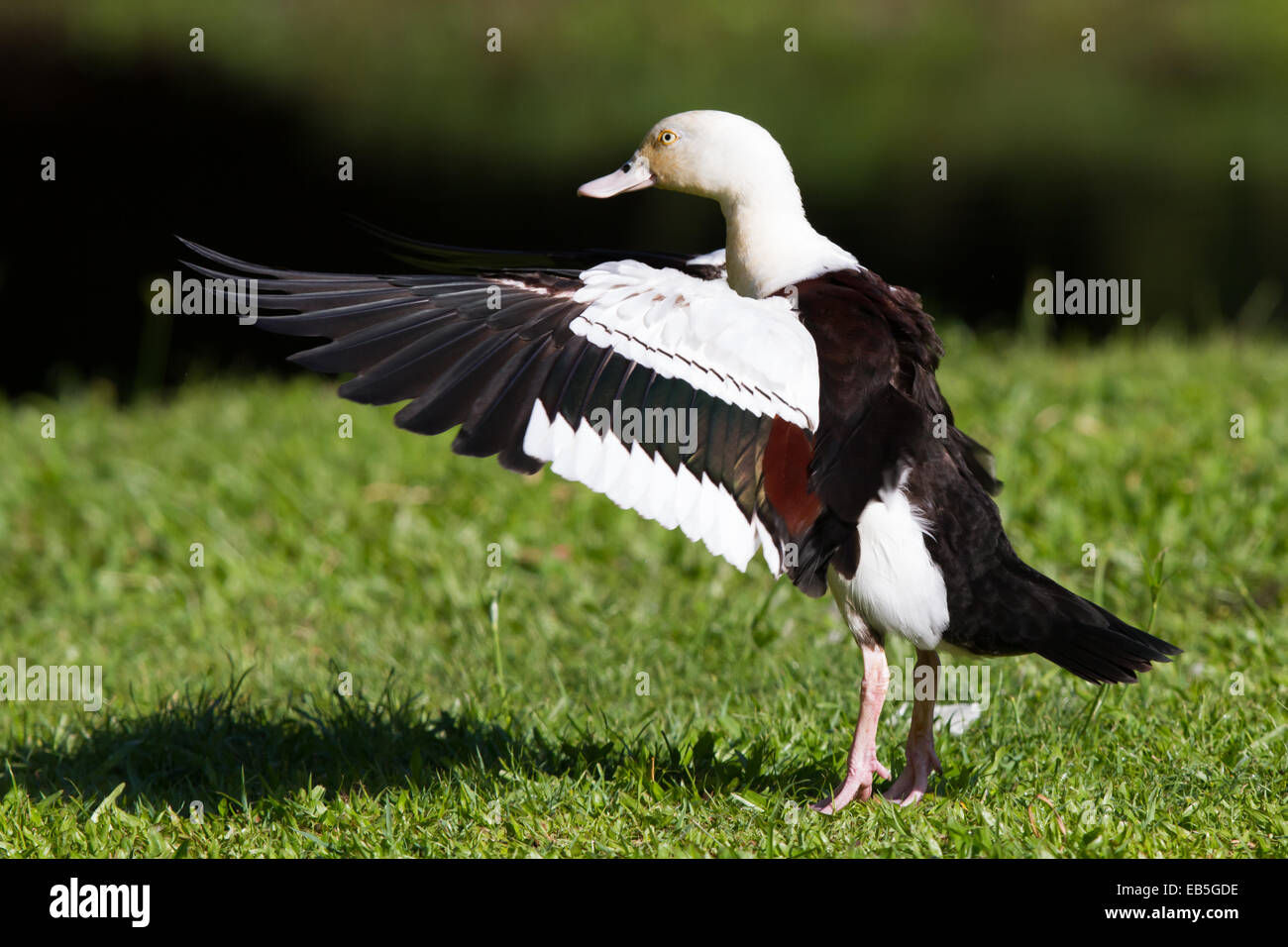 Radjah Shelduck (Tadorna radjah Stock Photo - Alamy