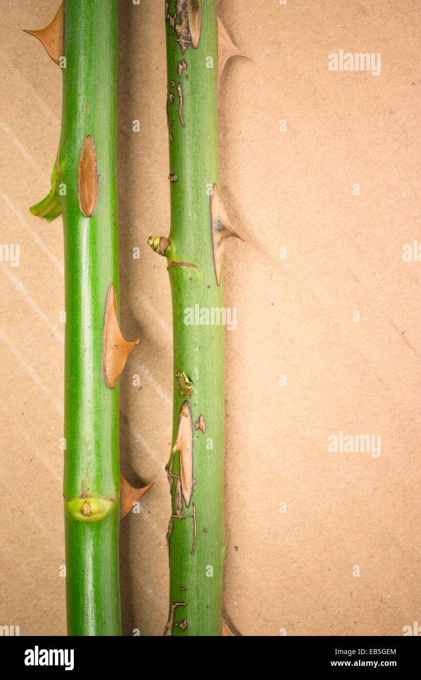 Rose hip twigs hi-res stock photography and images - Alamy