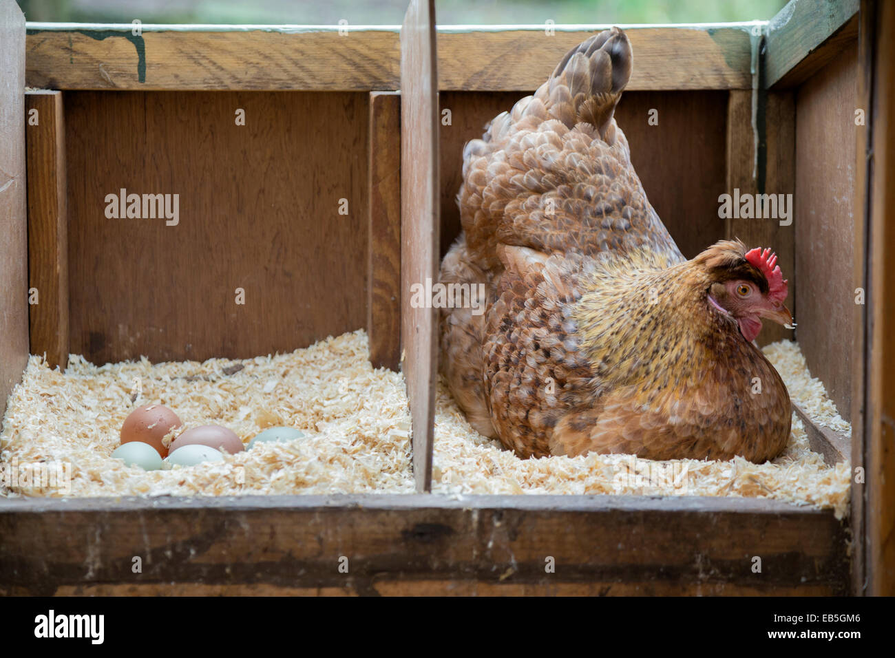 Hen sitting on eggs hi-res stock photography and images - Alamy