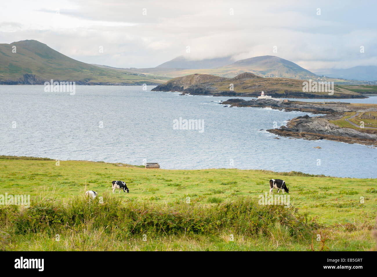 Cow eating in a seascape in a cloudy day in Valentia Island, Ring of ...