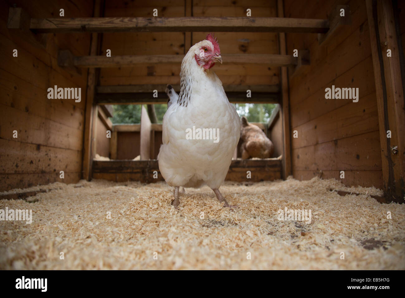 Inside chicken house hi-res stock photography and images - Alamy
