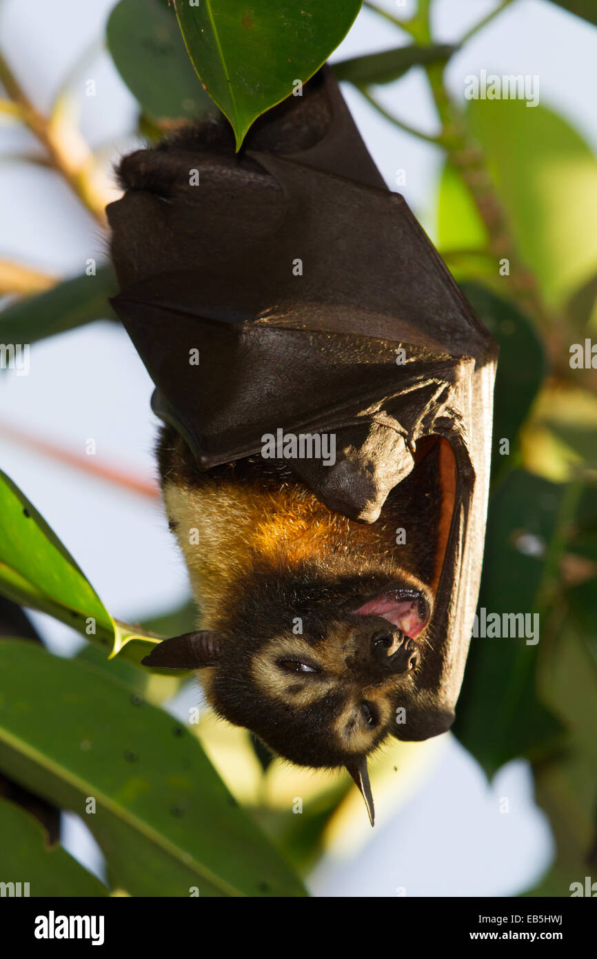 Spectacled Flying-fox (Pteropus conspicillatus Stock Photo - Alamy