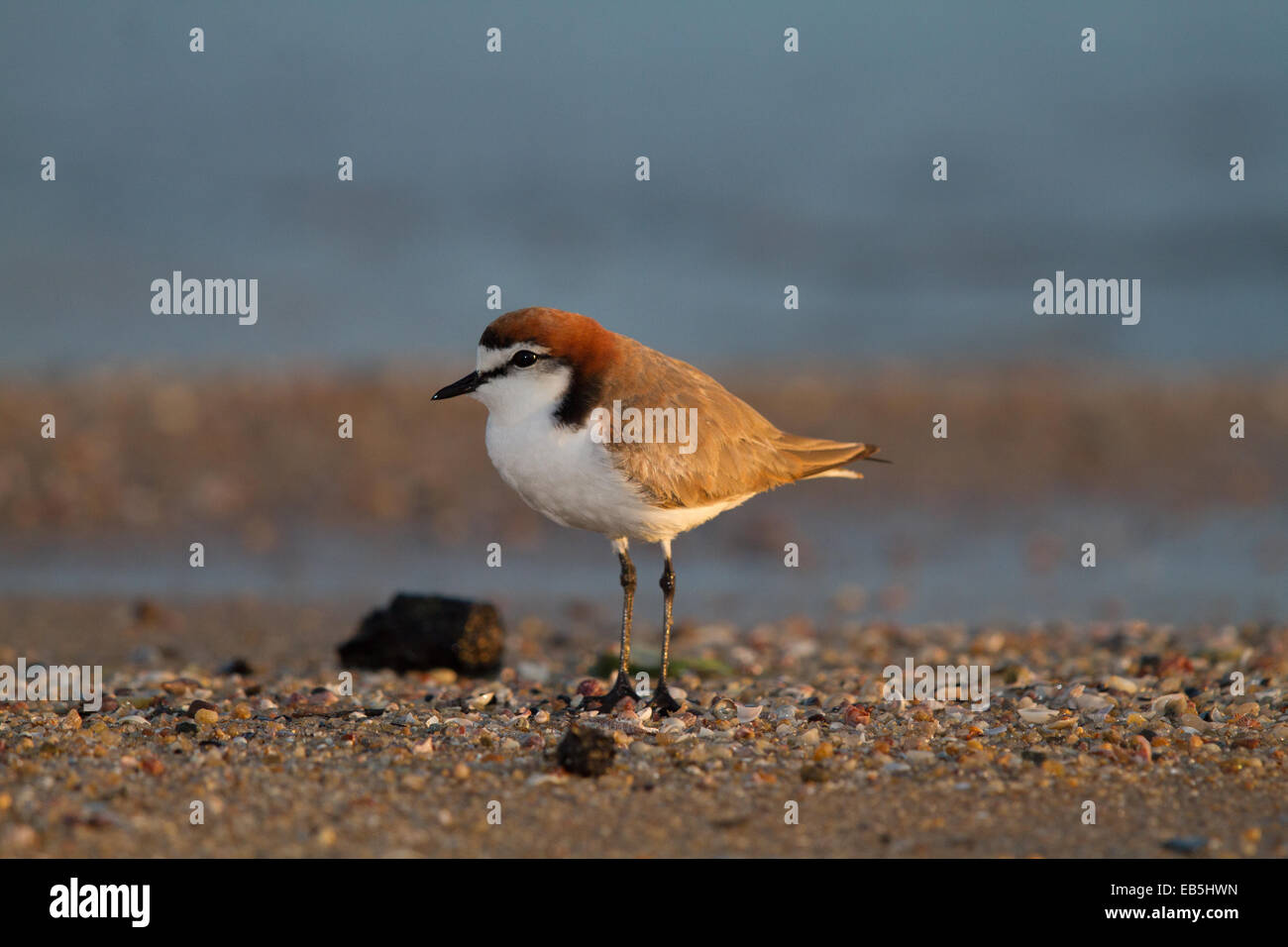 Australian plover hi-res stock photography and images - Alamy