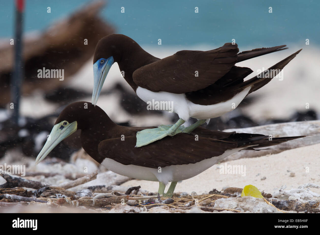 copulating Brown Boobies (Sula leucogaster Stock Photo - Alamy