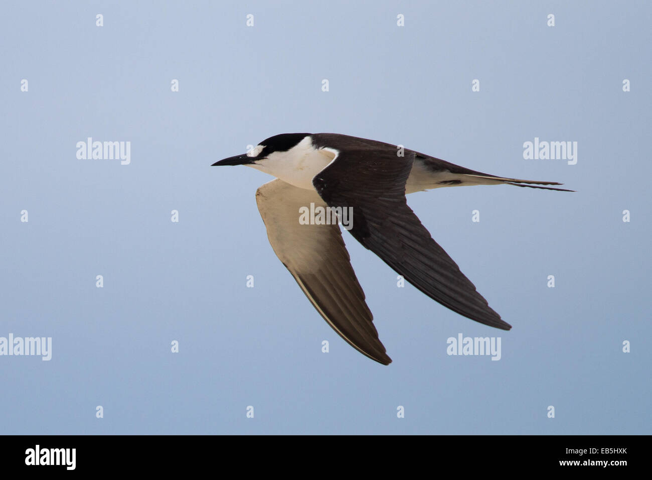 Sooty Tern (Sterna fuscata) - adult in flight Stock Photo - Alamy