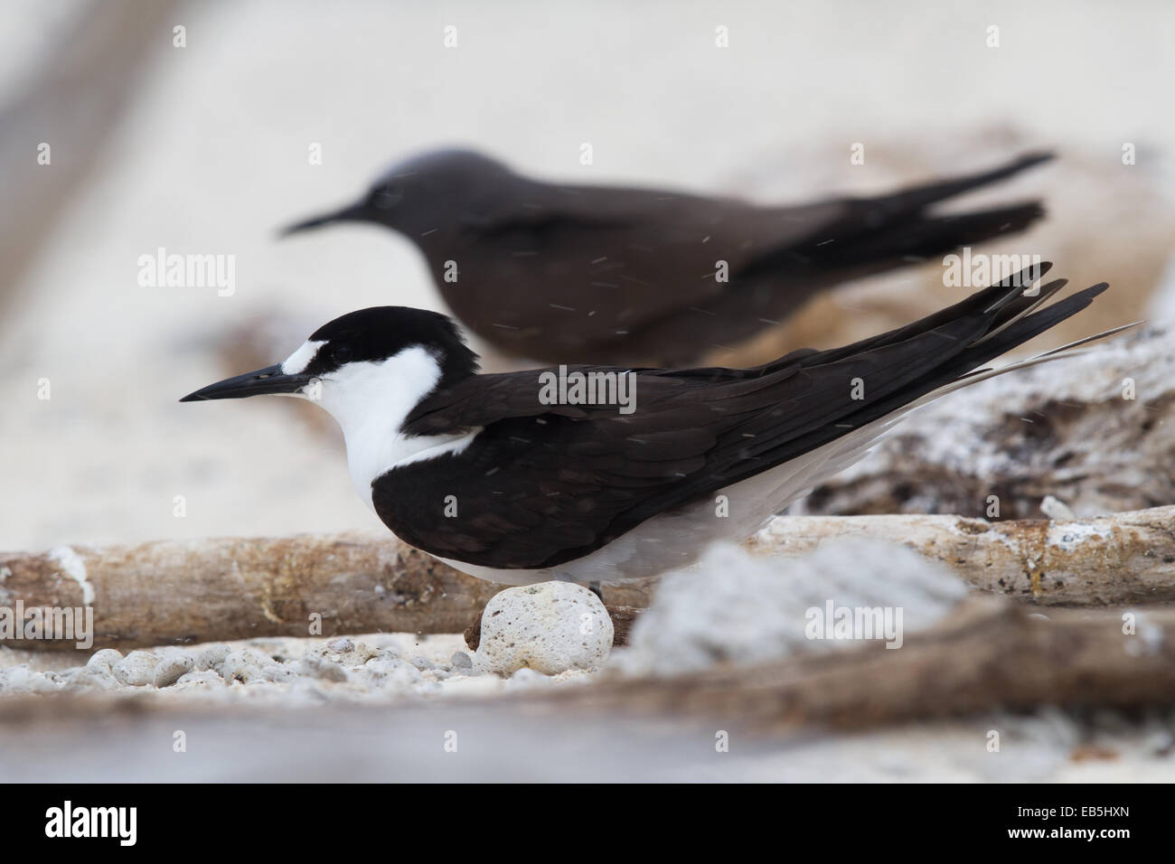 adult Sooty Tern (Sterna fuscata Stock Photo - Alamy