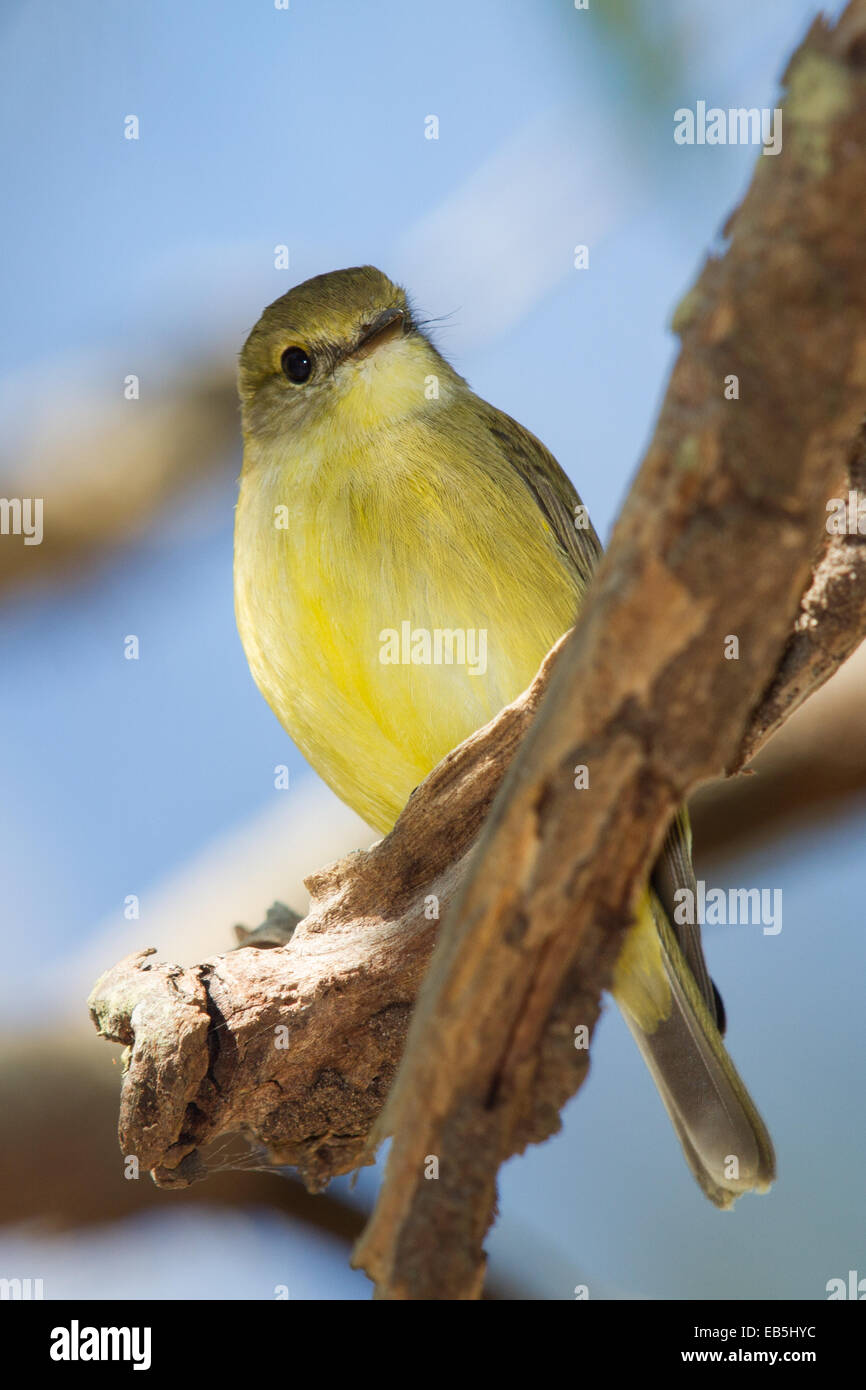 Lemon-bellied Flycatcher (Microeca flavigaster Stock Photo - Alamy