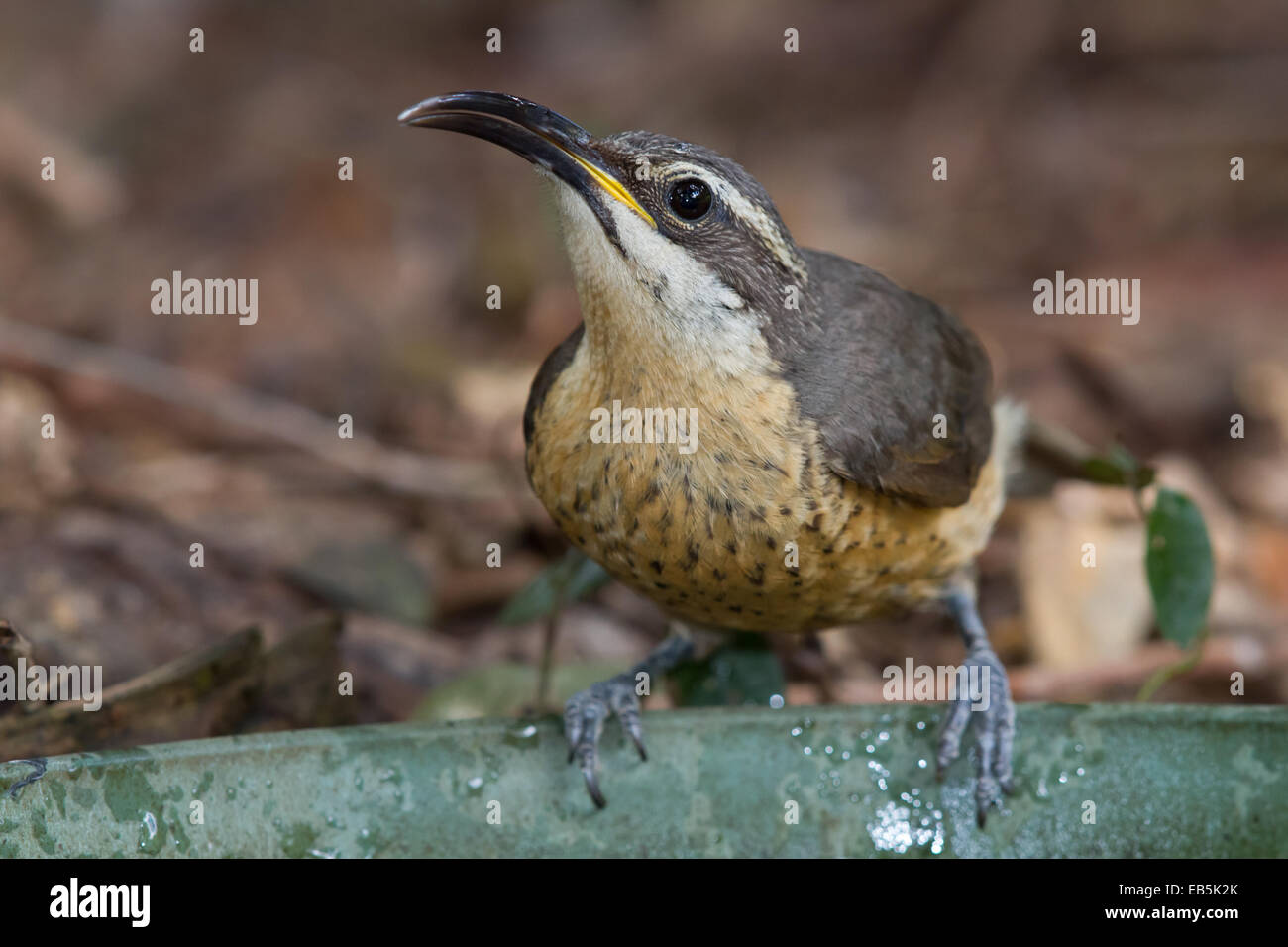 Victoria's Riflebird (Ptilorus victoriae Stock Photo - Alamy