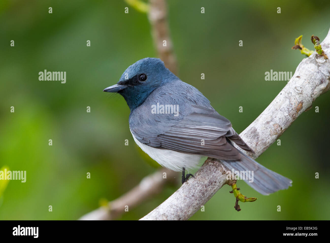 Male leaden flycatcher hi-res stock photography and images - Alamy