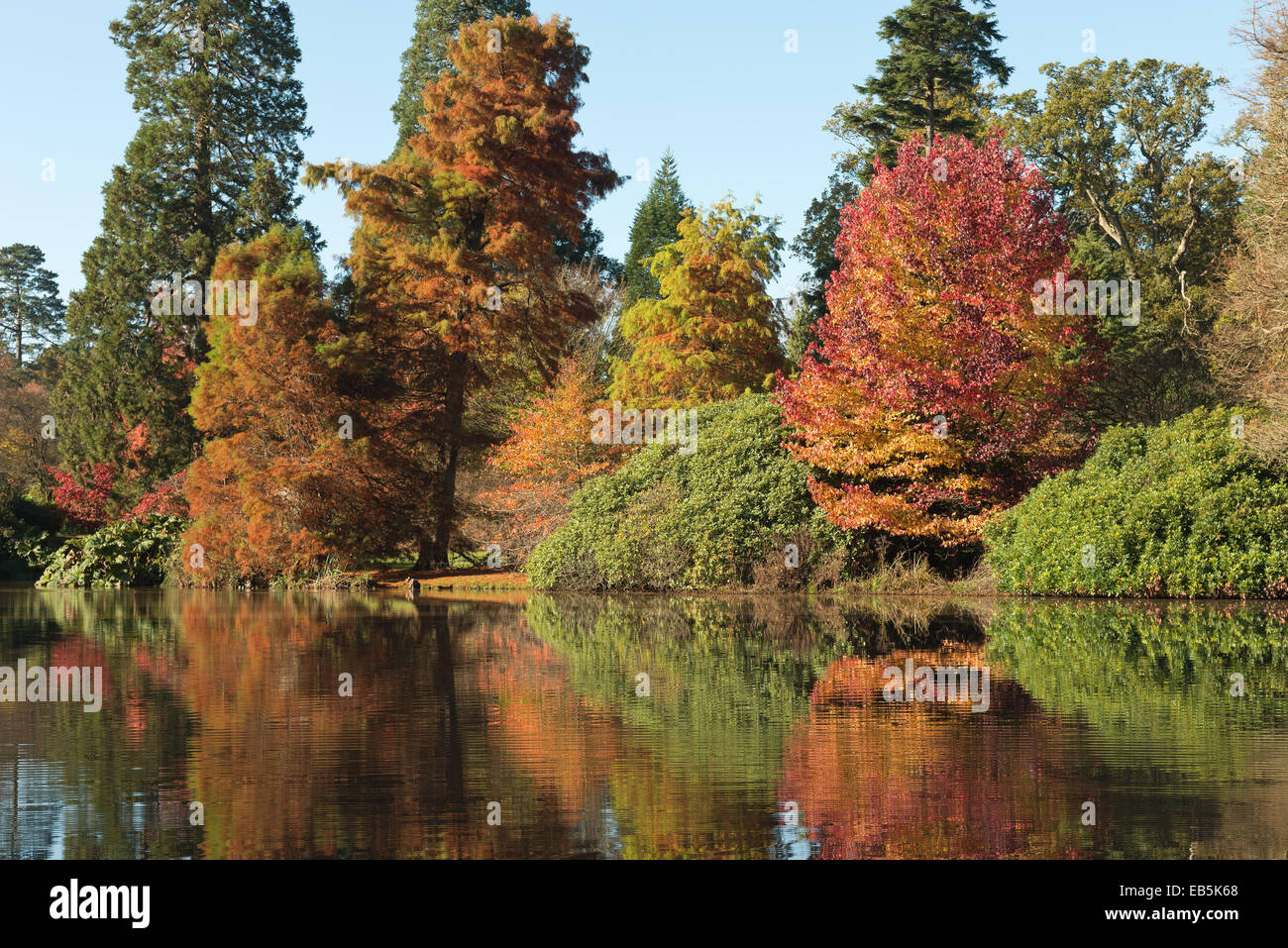 Autumnal colors changing leaves reflected in calm and serenity of ...