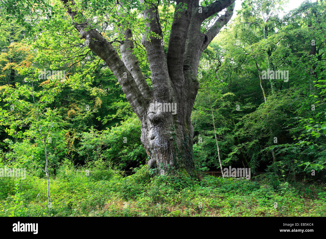 Pollarded oak trees hi-res stock photography and images - Alamy
