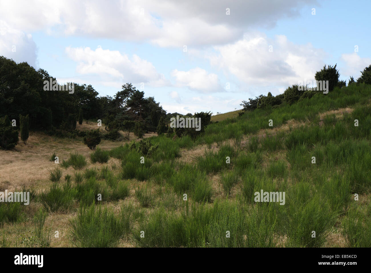 Mols bjerge denmark hi-res stock photography and images - Alamy