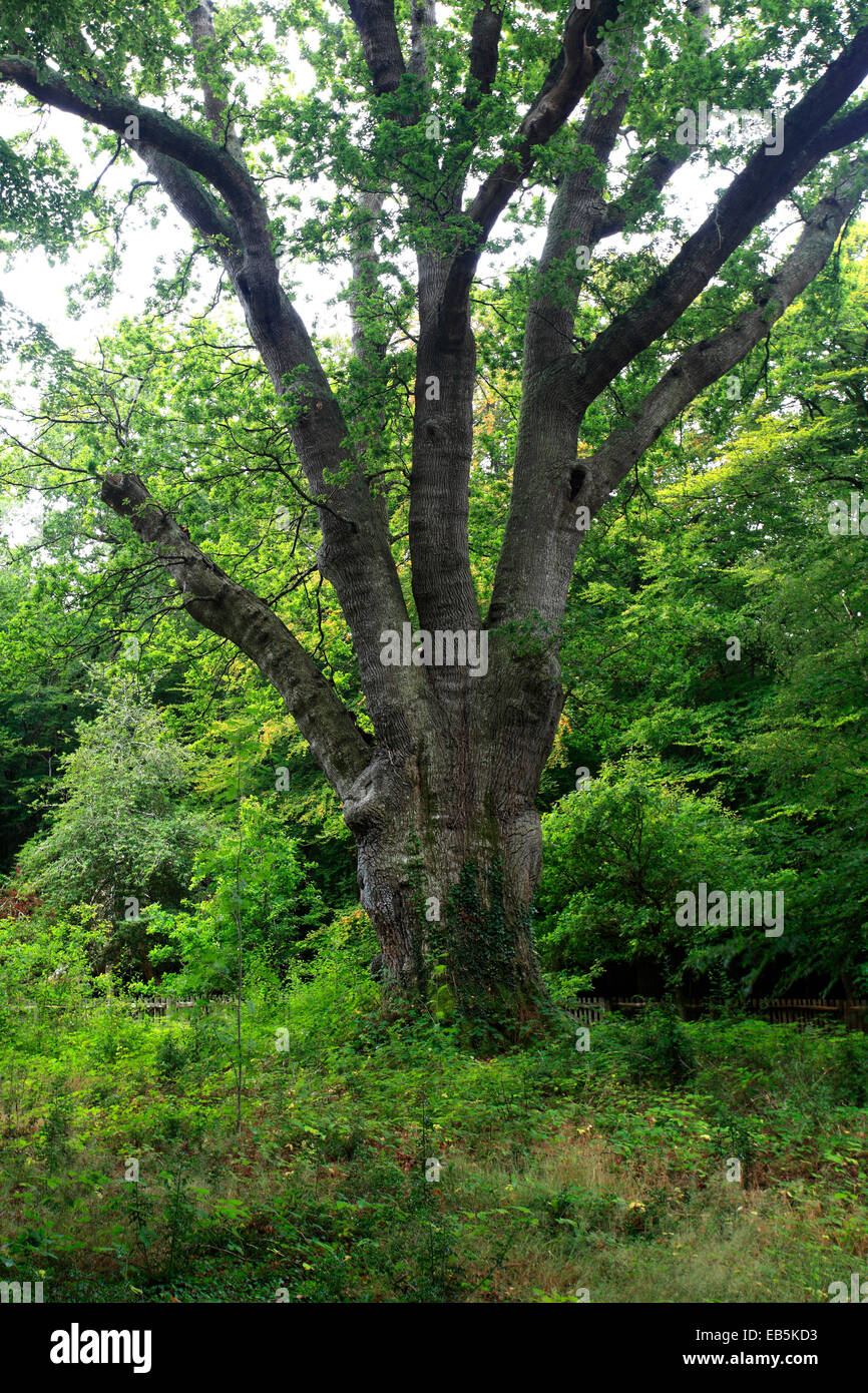 500 year old tree hi-res stock photography and images - Alamy