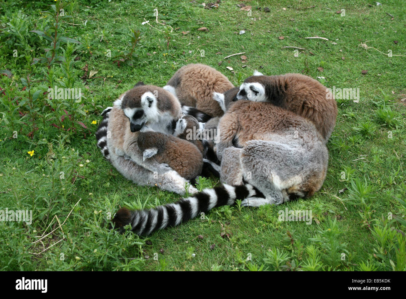 Monkeys resting with their young ones. Ebeltoft Zafari, Denmark Stock ...