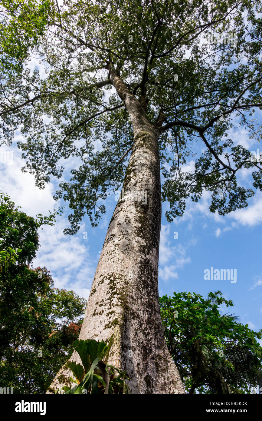 View up the large trunk of a Ceiba tree to the branches near Malabo ...