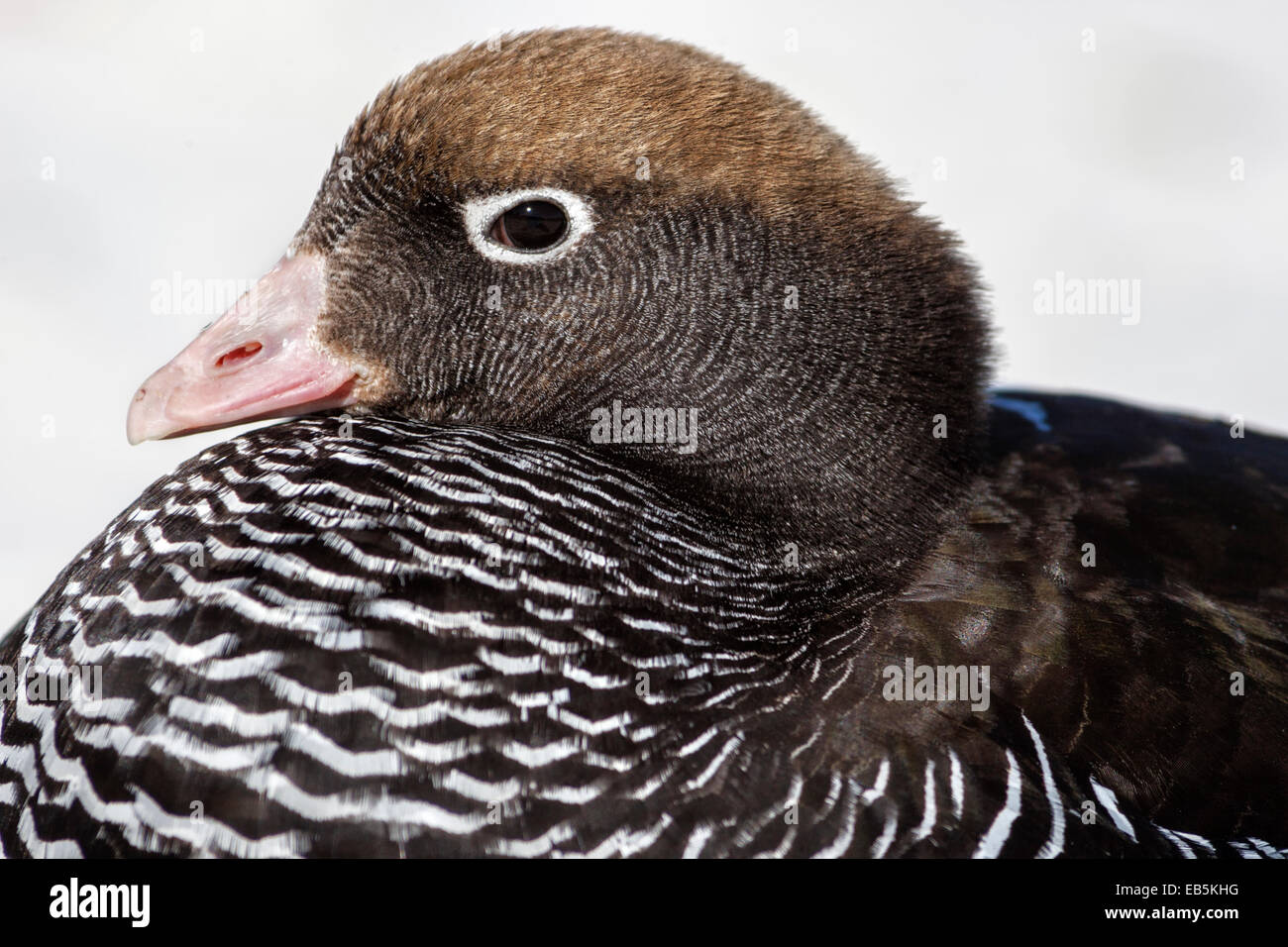 Female goose hi-res stock photography and images - Alamy