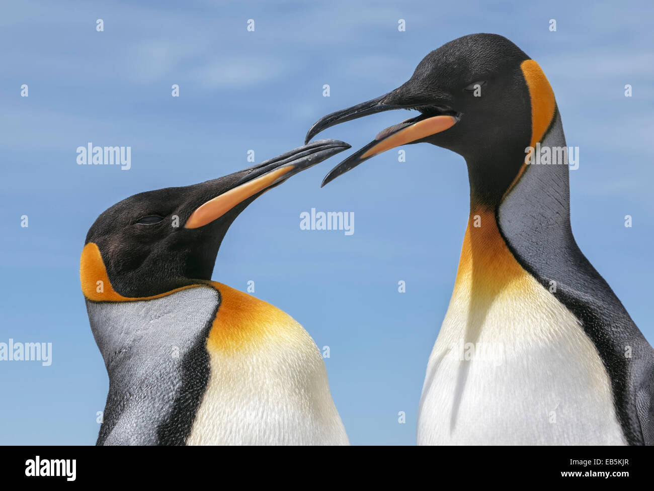 King Penguin courtship Stock Photo - Alamy