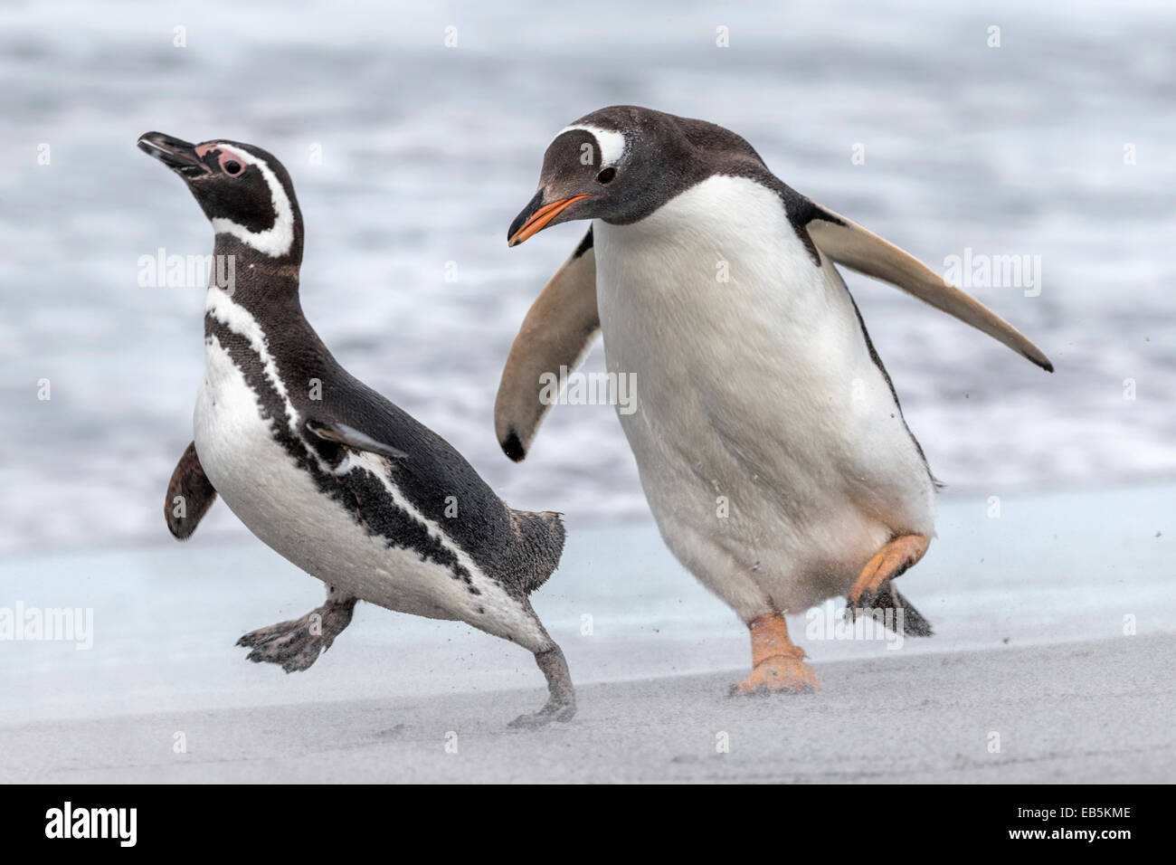 Chase chasing hi-res stock photography and images - Alamy