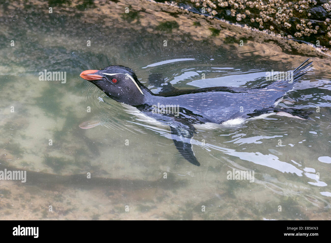 Rockhopper penguin swimming hi-res stock photography and images - Alamy