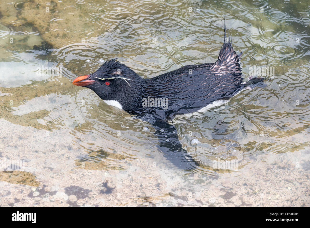 Rockhopper Penguin playing and bathing Stock Photo - Alamy