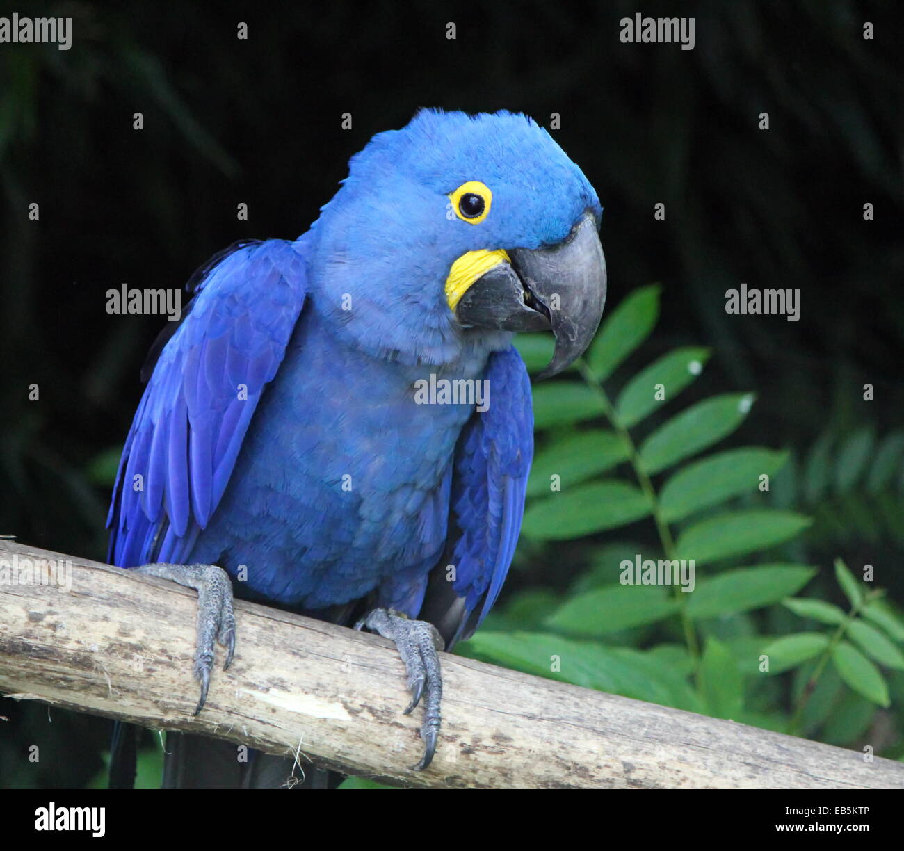 Hyacinth macaw, anodorhynchus hyacinthinus, standing on a branch Stock ...