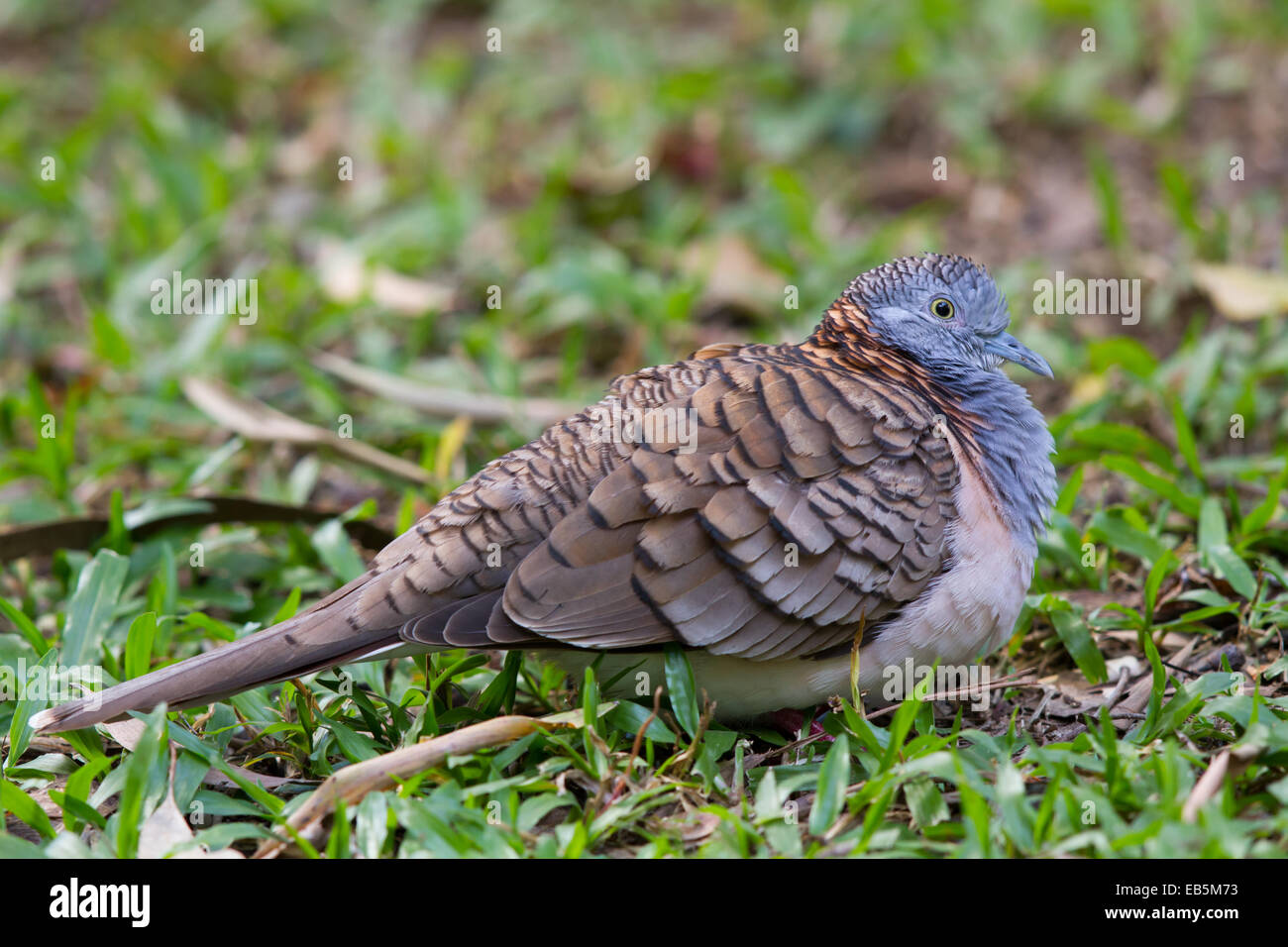 Bar-shoulded Dove (Geopelia humeralis Stock Photo - Alamy