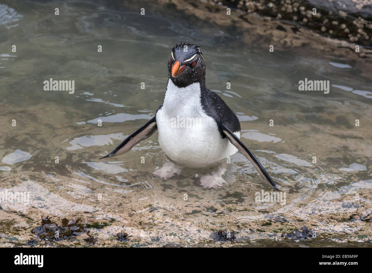 Rockhopper species hi-res stock photography and images - Alamy