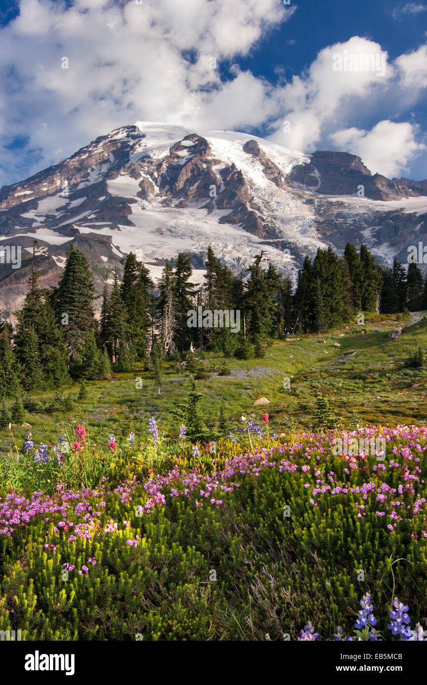 Paradise Meadows, Mt Rainier, National Park, Wa Stock Photo - Alamy