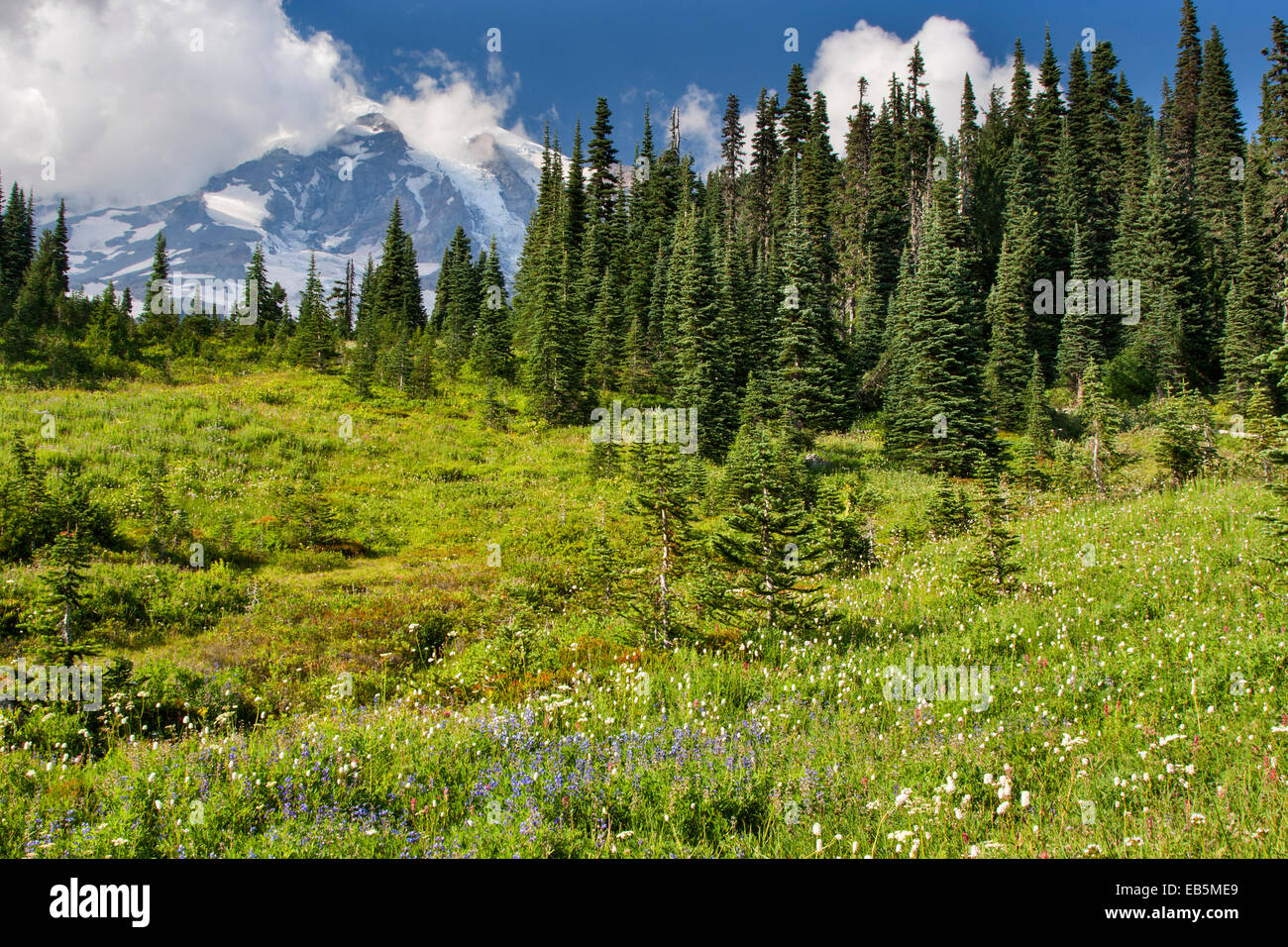 Paradise Meadows, Mt Rainier, National Park, Wa Stock Photo - Alamy