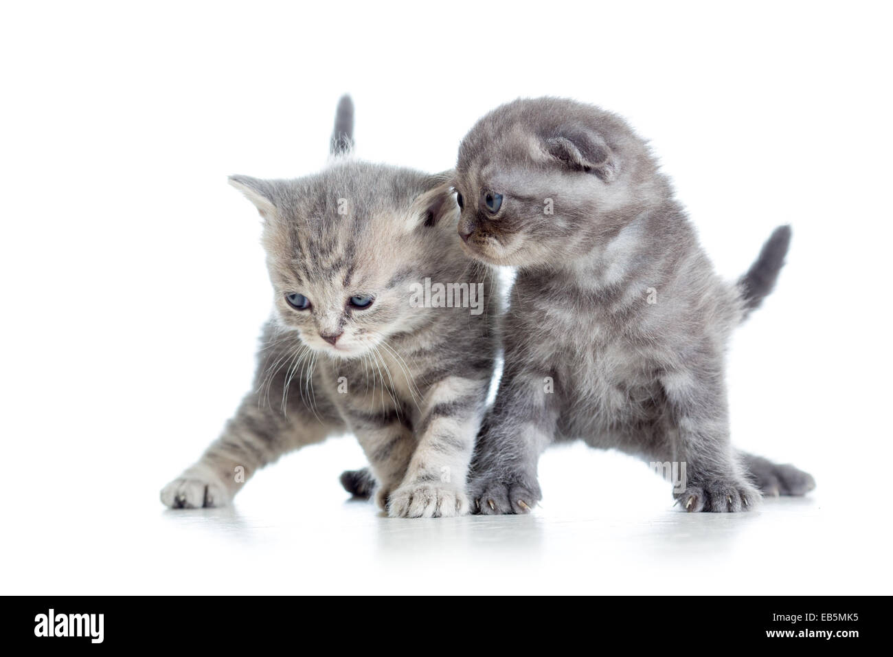 two funny young cat kittens play together Stock Photo - Alamy