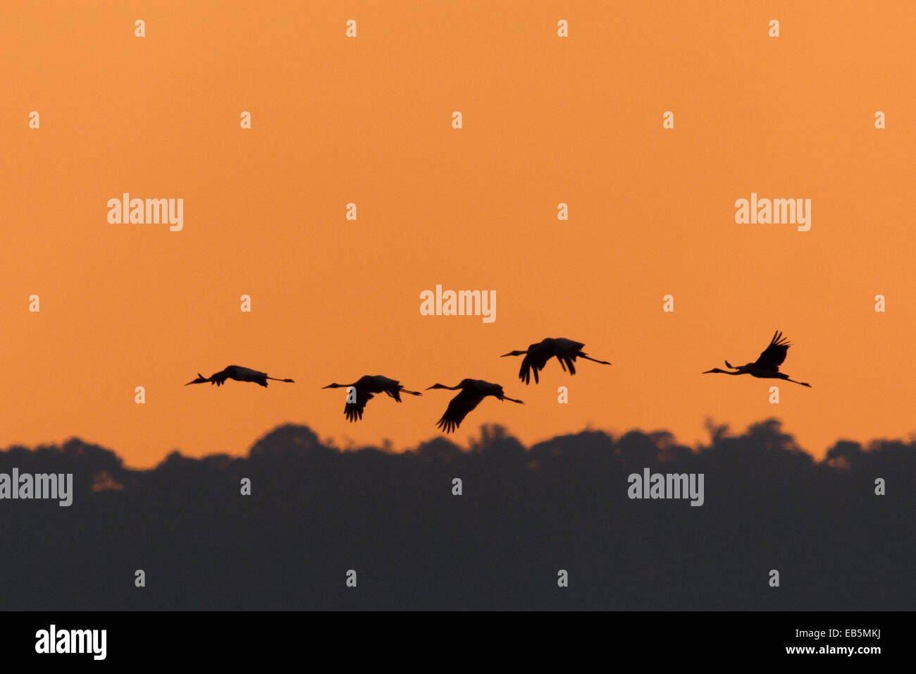 Brolga hi-res stock photography and images - Alamy