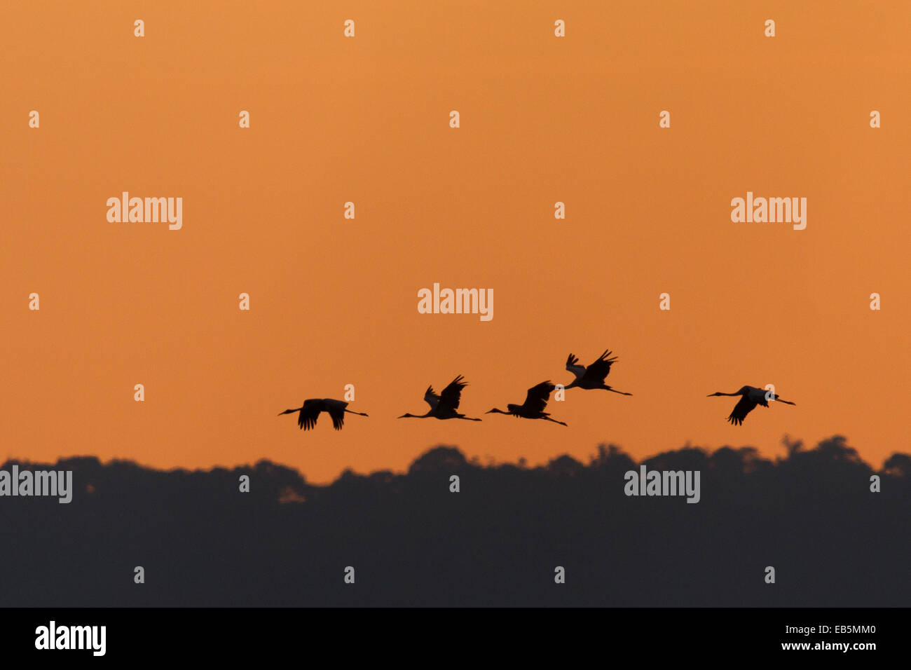 Brolga hi-res stock photography and images - Alamy