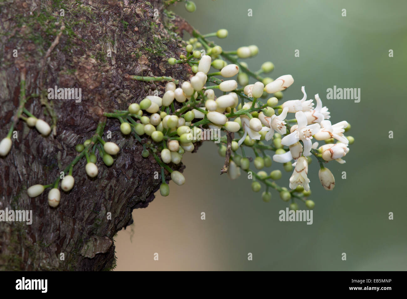 Cauliflory hi-res stock photography and images - Alamy