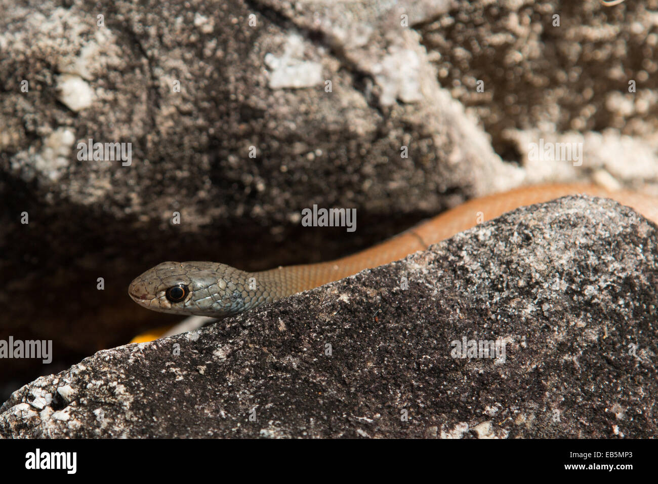 Common Scaly-foot (Pygopus lepidopodus Stock Photo - Alamy