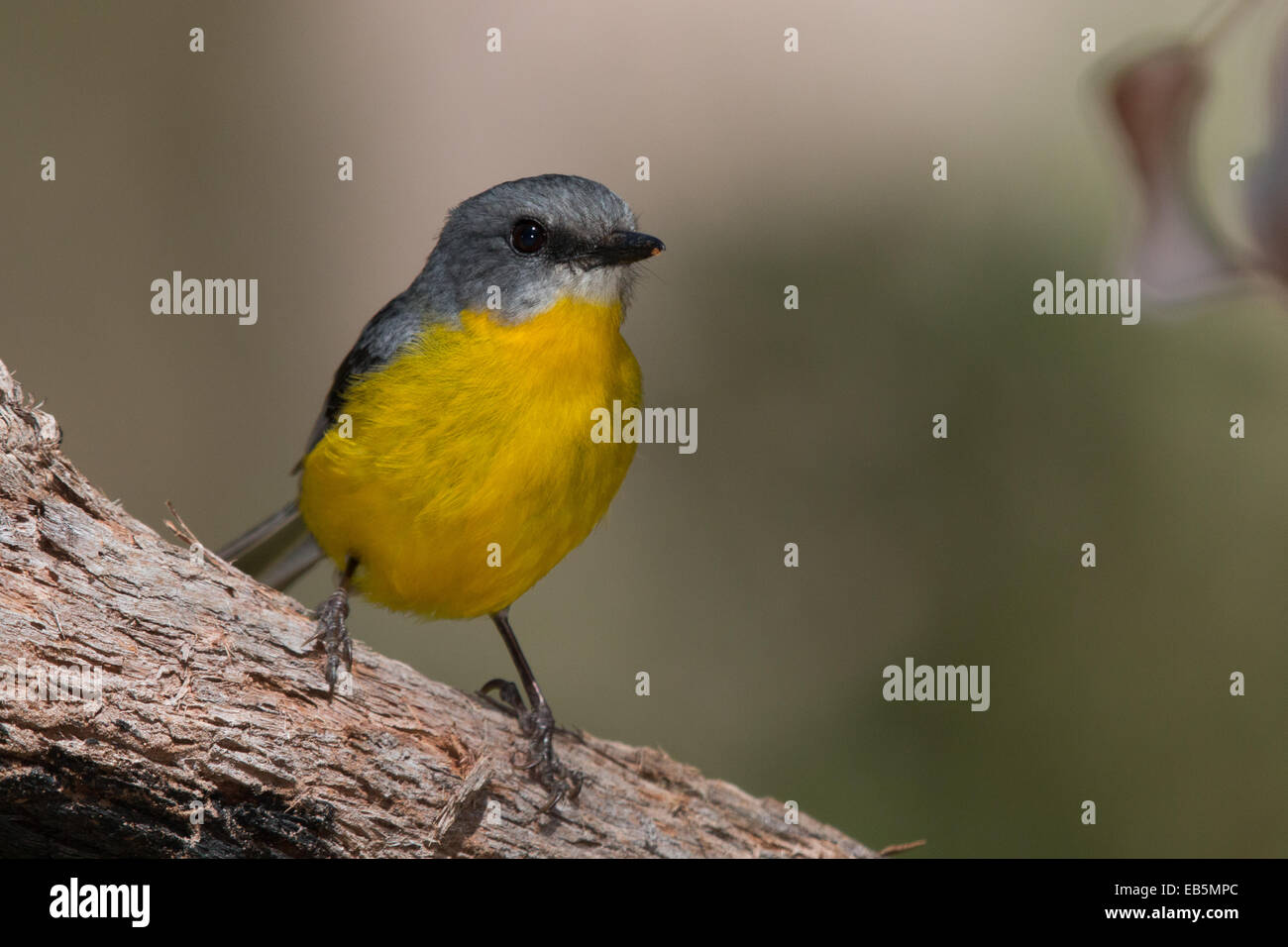 Eastern Yellow Robin (Eopsaltria australis Stock Photo - Alamy