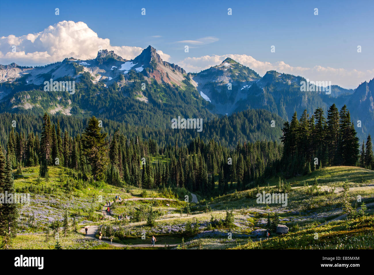 Paradise Meadows, Mt Rainier, National Park, Wa Stock Photo - Alamy