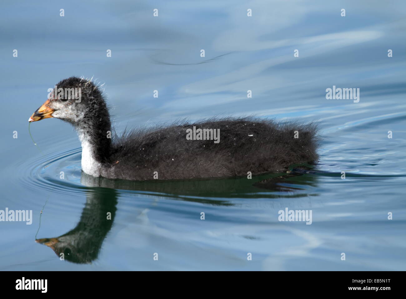 Eurasian coot duck (fulica atra) baby swimming on water Stock Photo - Alamy