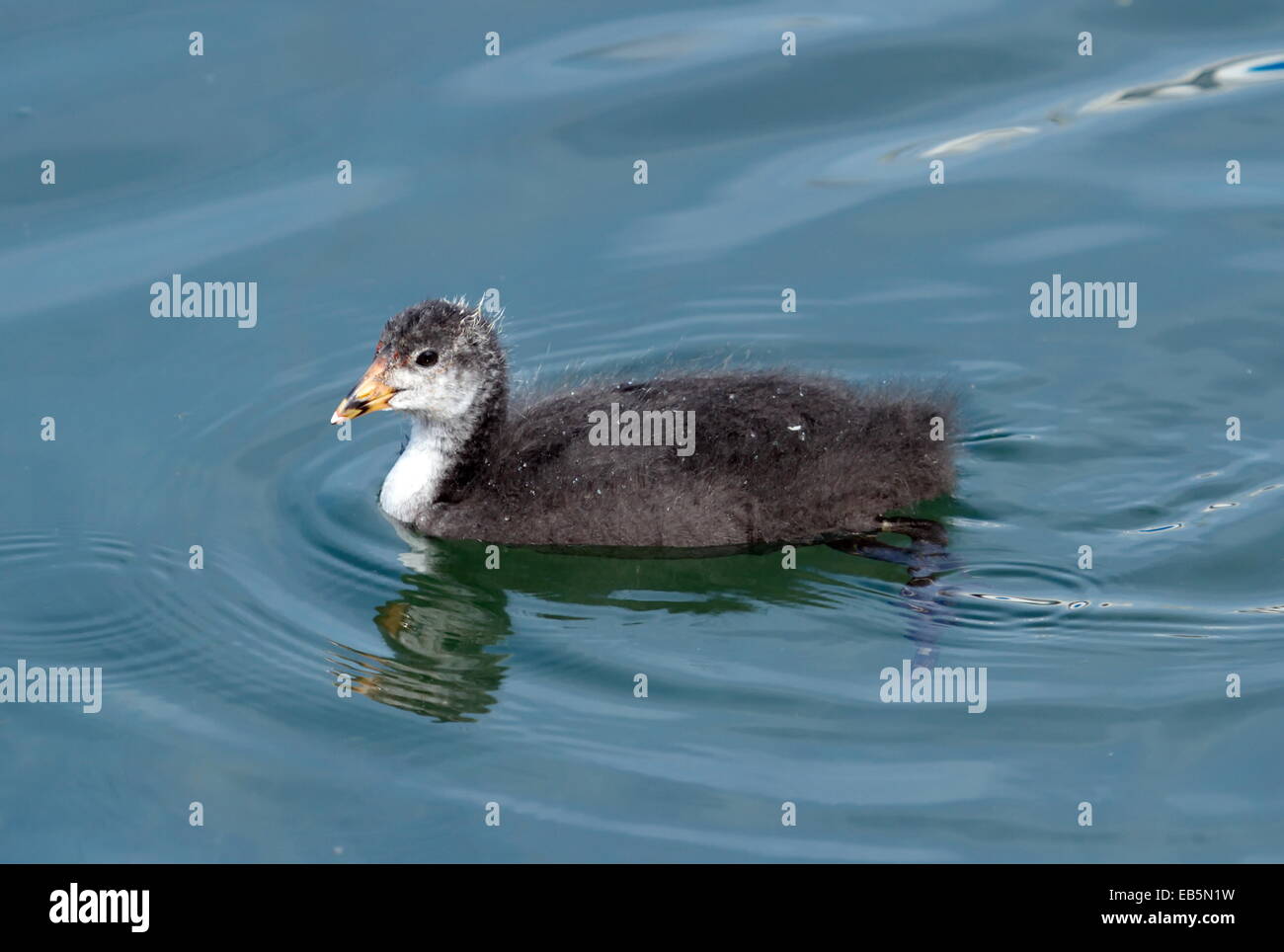 Eurasian coot duck (fulica atra) baby swimming on water Stock Photo - Alamy