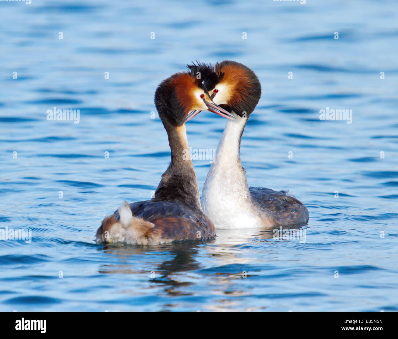 Crested grebe duck (podiceps cristatus) couple having mating ritual on ...
