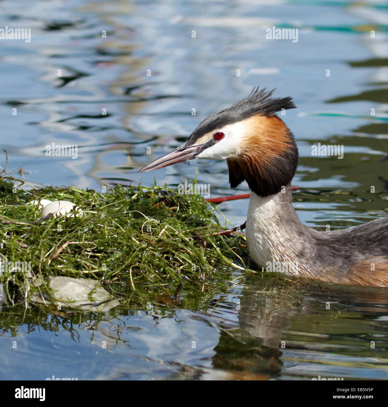 Crested grebe duck (podiceps cristatus) next to its nest with eggs ...