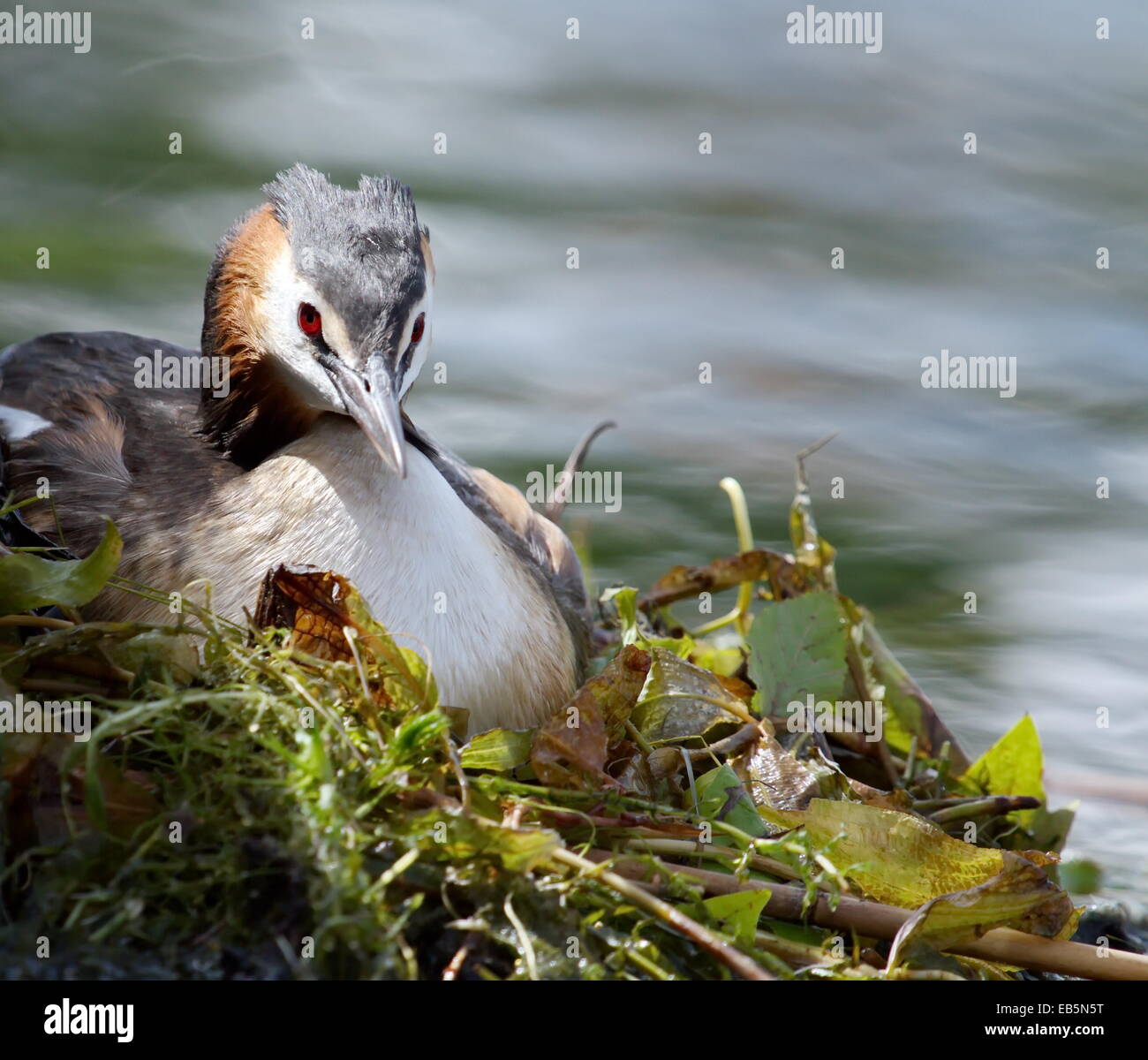 Crested grebe duck (podiceps cristatus) incubating its nest Stock Photo ...